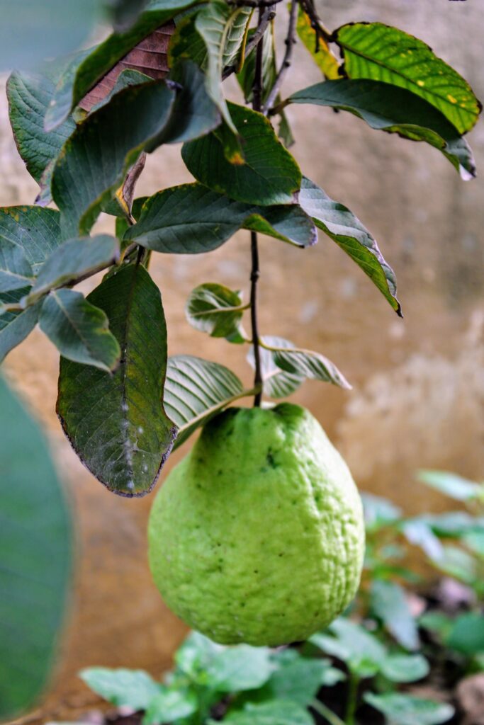 Zesty Guava and Mint Chutney