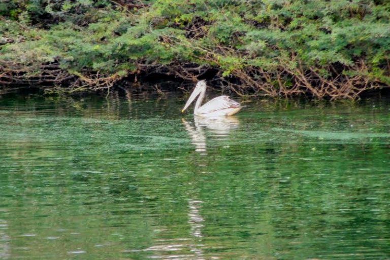 Uppalapadu Bird Sanctuary - Wordsmith Kaur