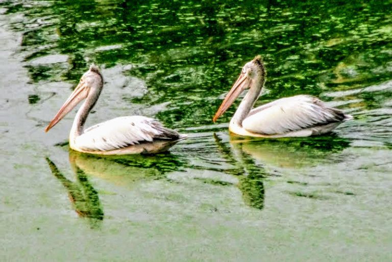 Uppalapadu Bird Sanctuary - Wordsmith Kaur