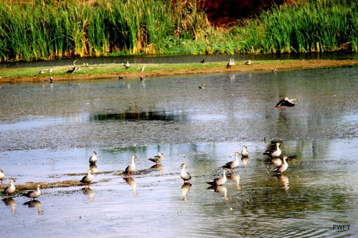 Uppalapadu Bird Sanctuary - Wordsmith Kaur