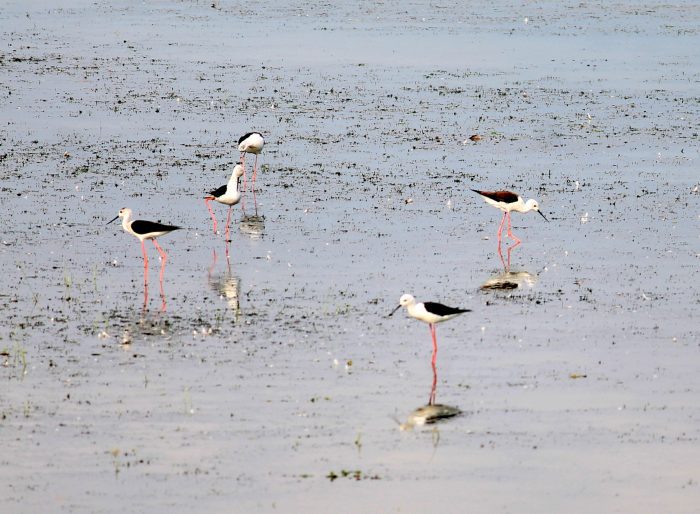 Uppalapadu Bird Sanctuary - Wordsmith Kaur