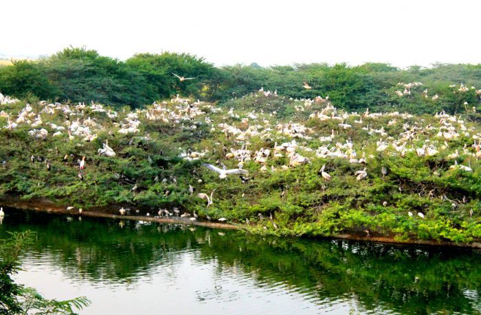 Uppalapadu Bird Sanctuary - Wordsmith Kaur