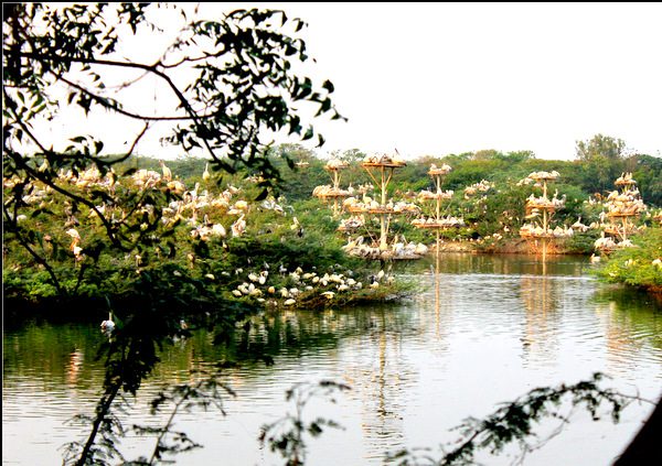 Uppalapadu Bird Sanctuary - Wordsmith Kaur
